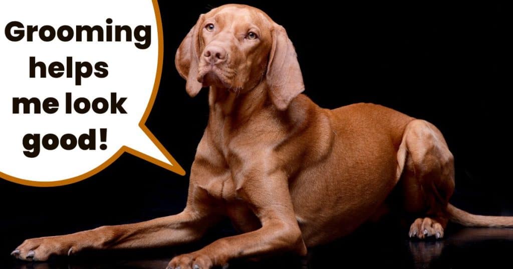 The Complete Guide To Hungarian Vizsla Puppies | It's A Vizsla