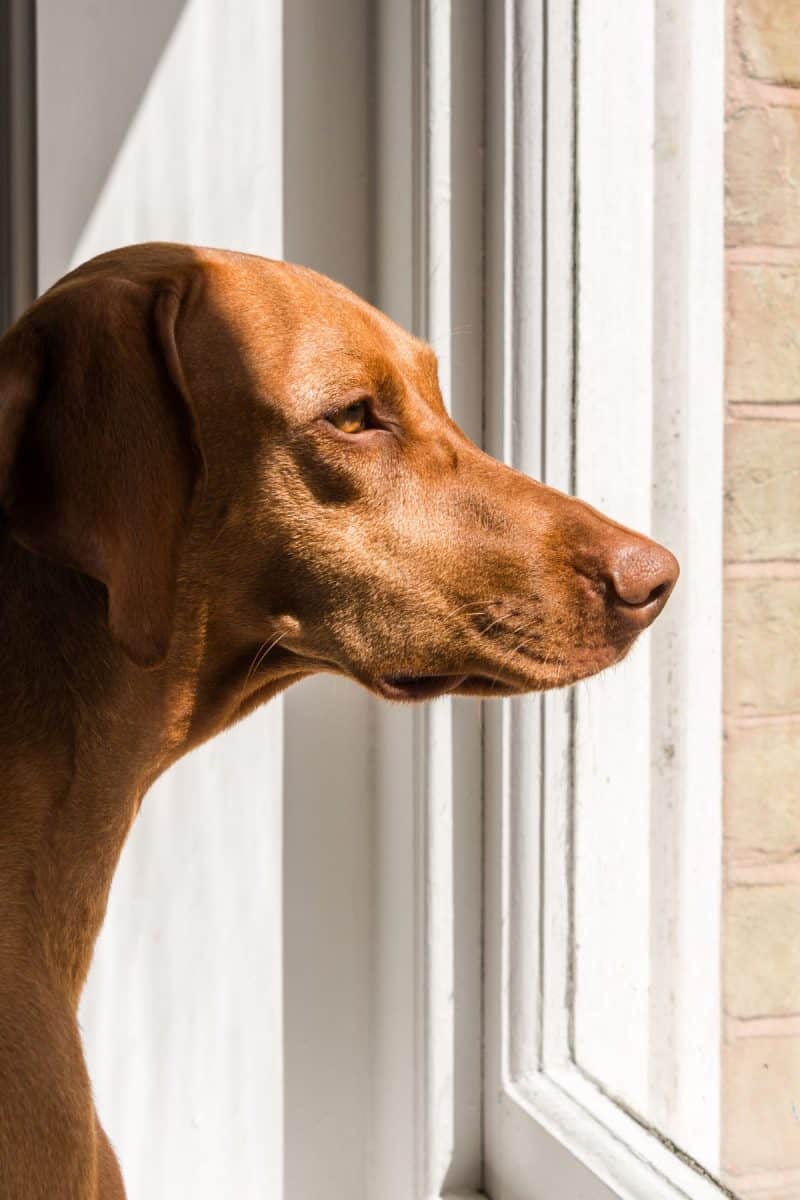Are Vizslas Good Guard Dogs? | It's A Vizsla