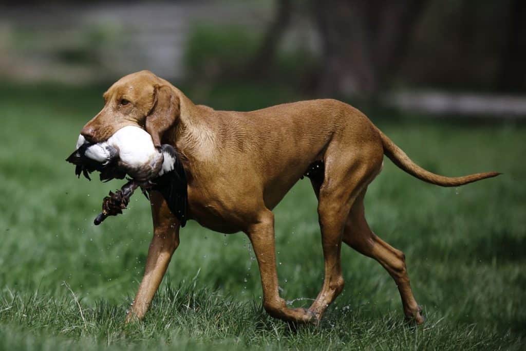 Why Do Vizslas Have Docked Tails? Vizsla Tail Docking Explained | It's ...