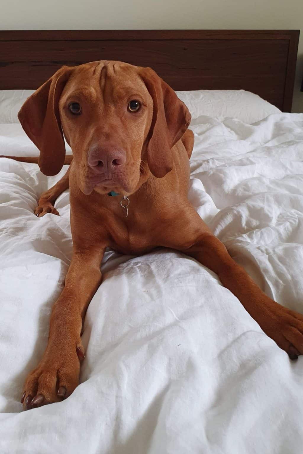 Can Vizslas Be Left Alone? [Home Alone Vizsla Guide] | It's A Vizsla