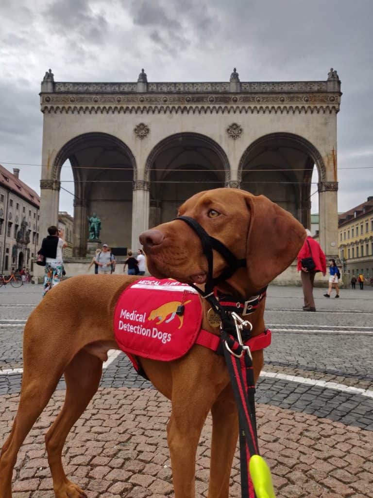 16 Intriguing Facts About Vizslas [A Must-Read For Every Vizsla Lover ...