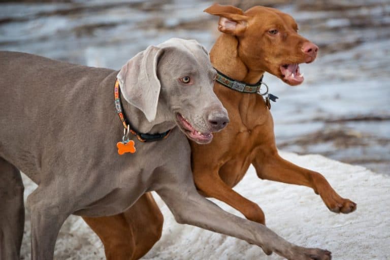 Hungarian Vizsla vs Weimaraner - Breeds Compared | It's A Vizsla
