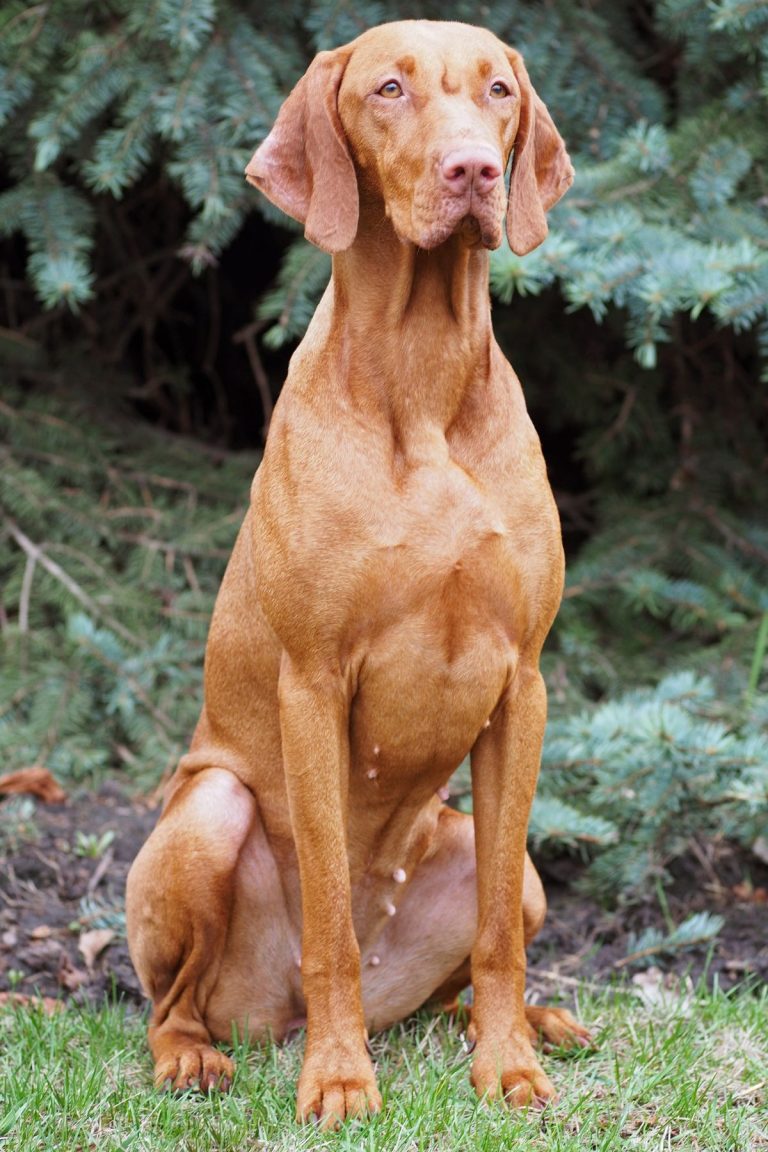 Vizsla Mixes: 12 Common Vizsla Mixed Breeds Explained | It's A Vizsla