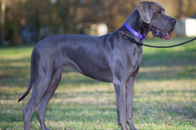 19 Dogs Similar To Vizsla Dogs [In Different Ways] | It's A Vizsla