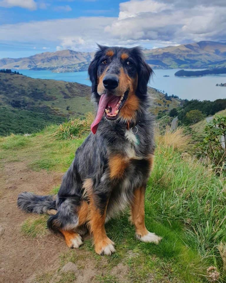 Vizsla Mixes: 12 Common Vizsla Mixed Breeds Explained | It's A Vizsla