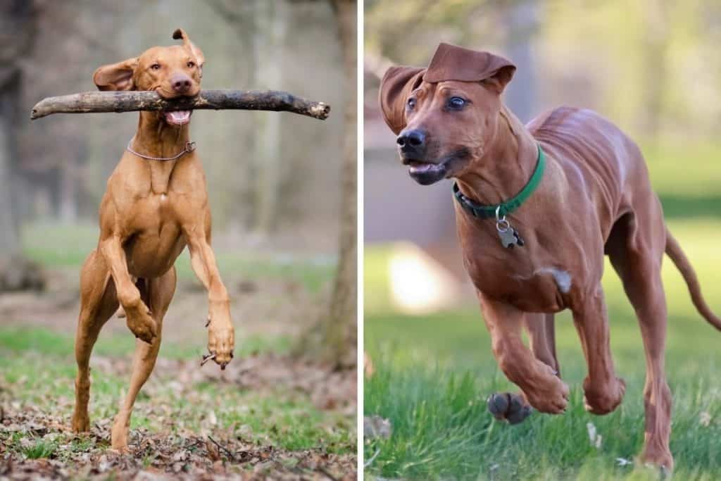 Hungarian Vizsla vs Rhodesian Ridgeback | It's A Vizsla