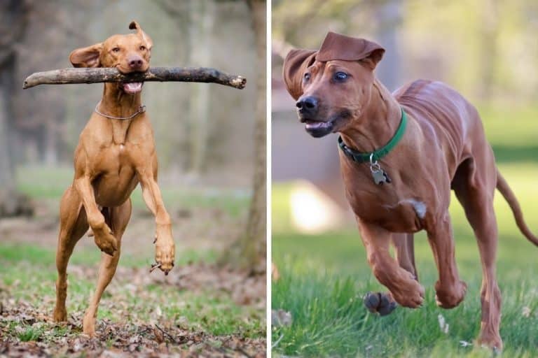 Hungarian Vizsla vs Rhodesian Ridgeback | It's A Vizsla