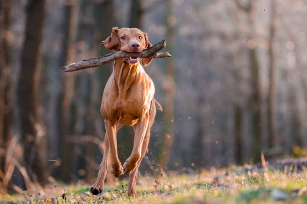 19 Dogs Similar To Vizsla Dogs [In Different Ways] | It's A Vizsla