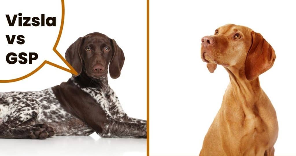 Hungarian Vizsla vs German Shorthaired Pointer | It's A Vizsla