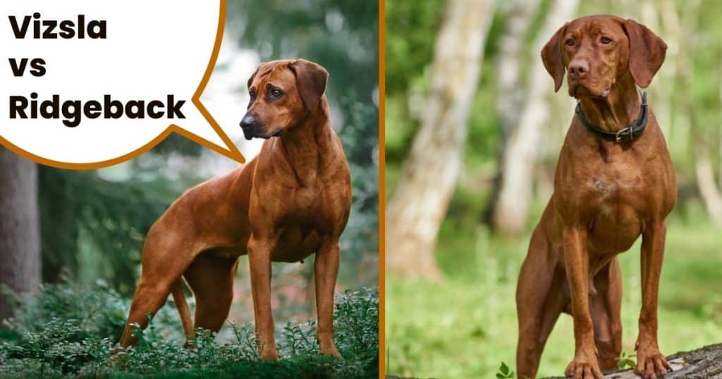 Hungarian Vizsla vs Rhodesian Ridgeback | It's A Vizsla