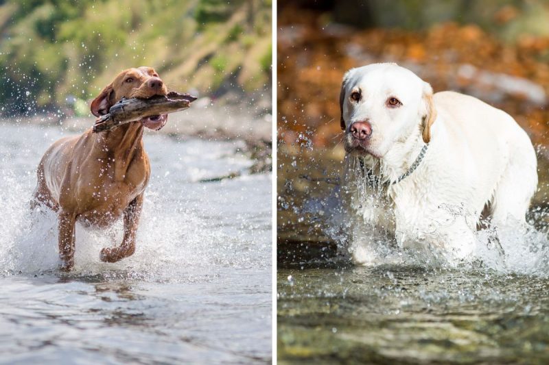 Hungarian Vizsla vs Labrador Retriever | It's A Vizsla