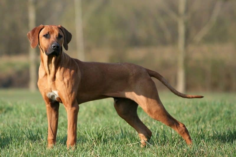 19 Dogs Similar To Vizsla Dogs [In Different Ways] | It's A Vizsla