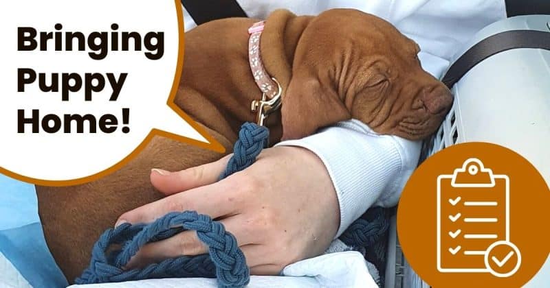 The Complete Guide To Hungarian Vizsla Puppies | It's A Vizsla