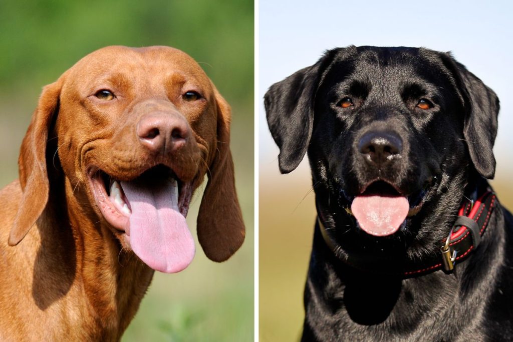 Hungarian Vizsla vs Labrador Retriever | It's A Vizsla