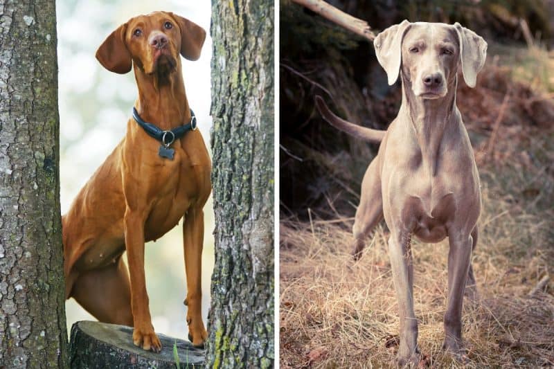 Hungarian Vizsla vs Weimaraner - Breeds Compared | It's A Vizsla