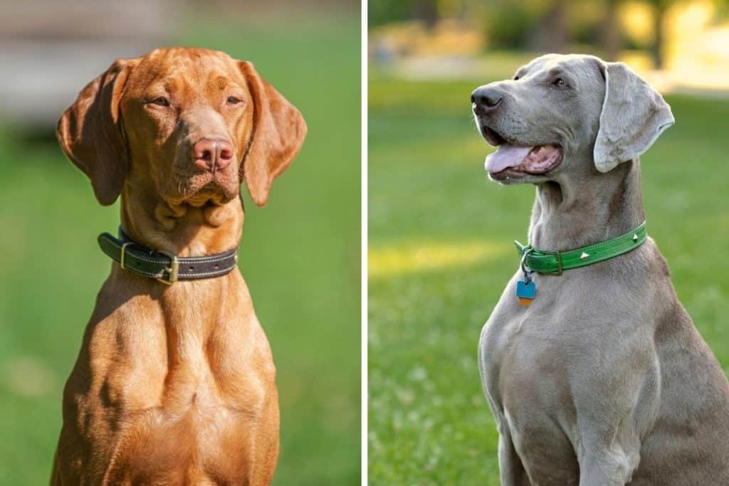 Hungarian Vizsla vs Weimaraner - Breeds Compared | It's A Vizsla