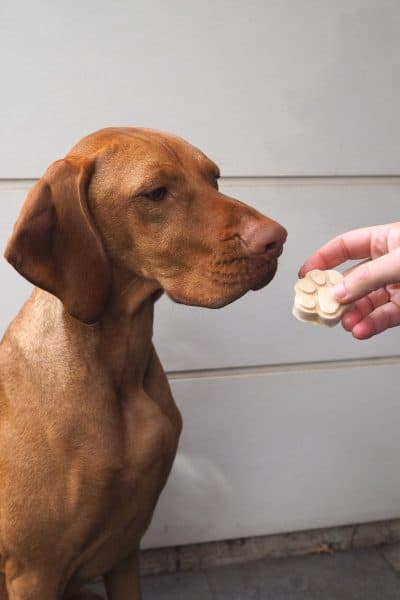 Can Dogs Eat Kefir? Discover The Benefits Of Kefir For Dogs | It's A Vizsla
