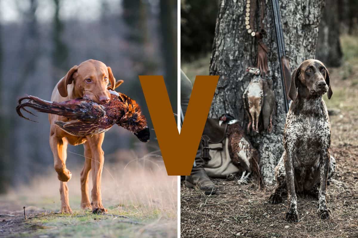Hungarian Vizsla vs German Shorthaired Pointer | It's A Vizsla