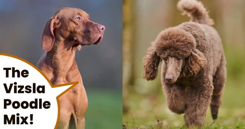 Vizsla Poodle Mix - A Guide To The Vizsladoodle | It's A Vizsla