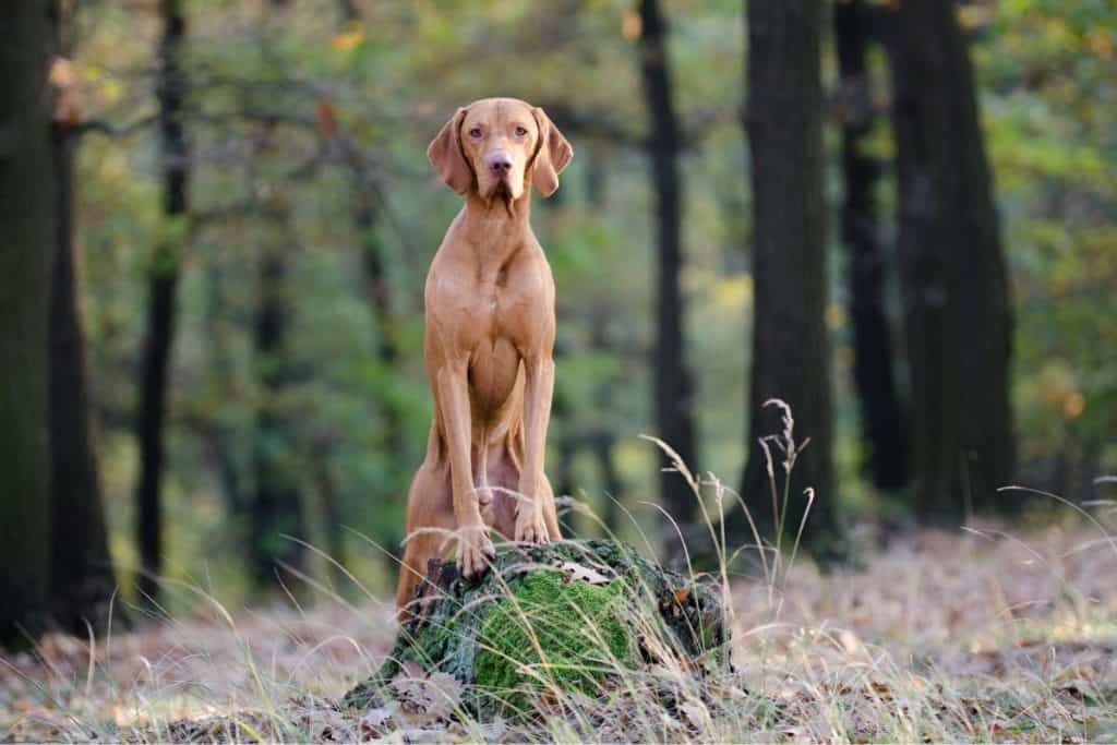 Vizsla GSP Mix Breed Traits And Needs | It's A Vizsla