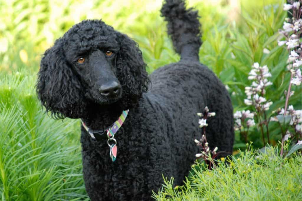 Vizsla Poodle Mix - A Guide To The Vizsladoodle | It's A Vizsla