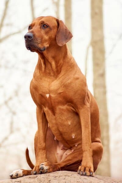Hungarian Vizsla Colors: A Guide To Standard Vizsla Coat Colors | It's A Vizsla
