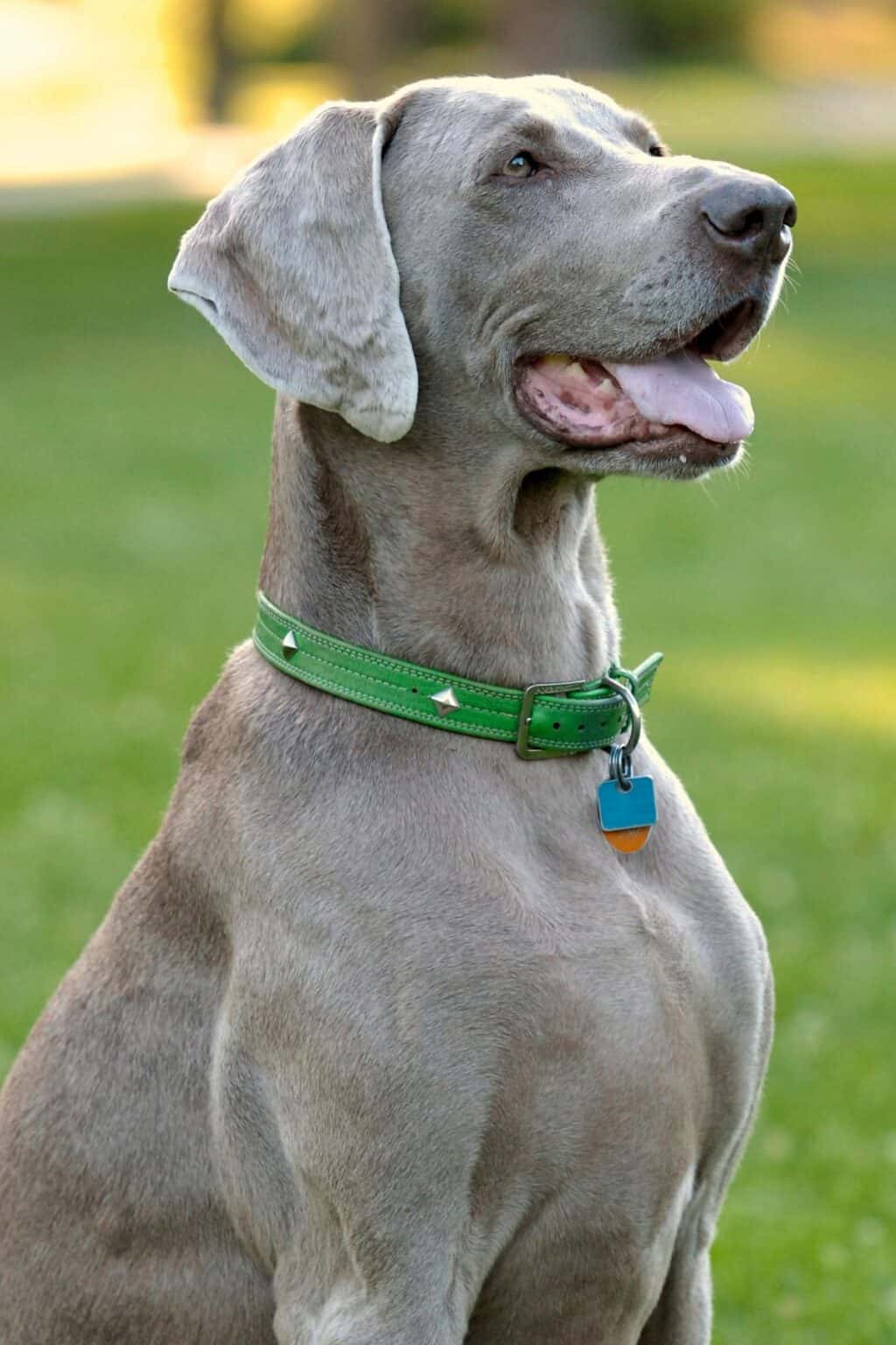 Hungarian Vizsla Colors: A Guide To Standard Vizsla Coat Colors | It's ...