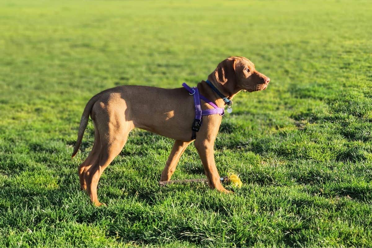 The Complete Guide To Hungarian Vizsla Puppies | It's A Vizsla
