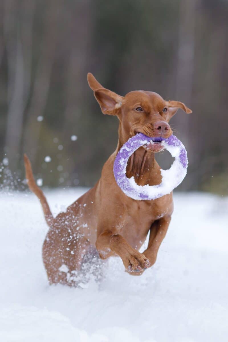 16 Intriguing Facts About Vizslas [A Must-Read For Every Vizsla Lover ...
