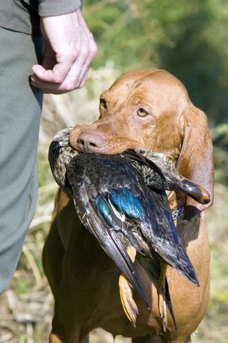 16 Intriguing Facts About Vizslas [A Must-Read For Every Vizsla Lover ...