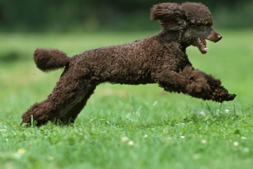 15 Mouthy Dog Breeds | It's A Vizsla