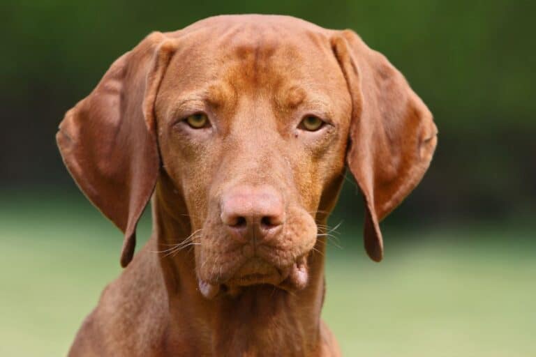 20 Things Only Vizsla Owners Would Understand | It's A Vizsla