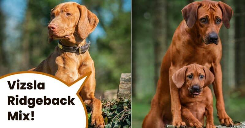 The Vizsla Ridgeback Mix Dog Breed: What To Expect | It's A Vizsla