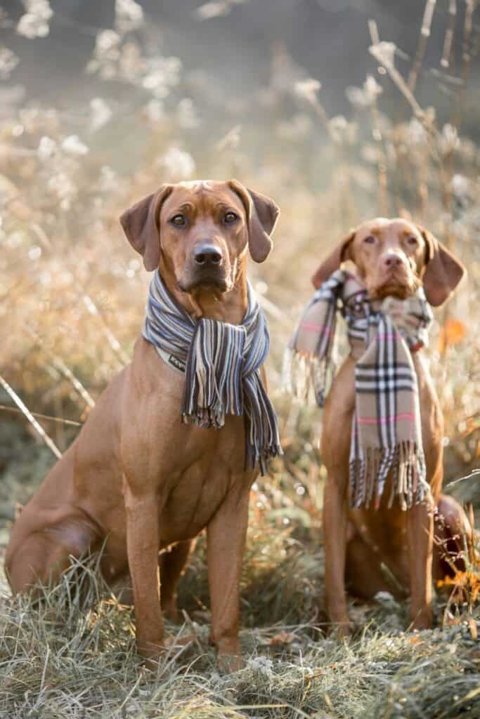 The Vizsla Ridgeback Mix Dog Breed: What To Expect | It's A Vizsla