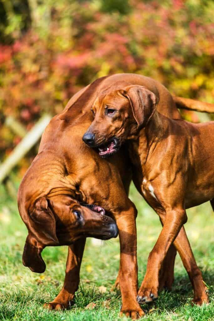 The Vizsla Ridgeback Mix Dog Breed: What To Expect | It's A Vizsla