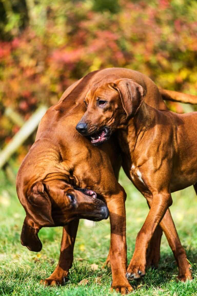 The Vizsla Ridgeback Mix Dog Breed: What To Expect | It's A Vizsla