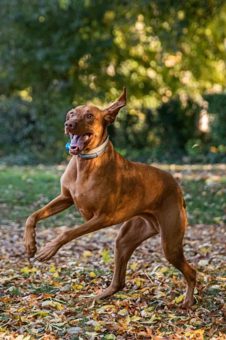 16 Things You Should Know Before Getting A Vizsla | It's A Vizsla