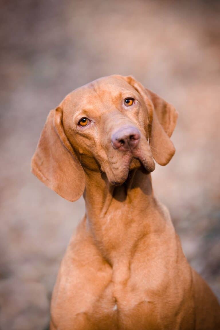 Is A Vizsla Right For Me? Take The Vizsla Quiz! | It's A Vizsla